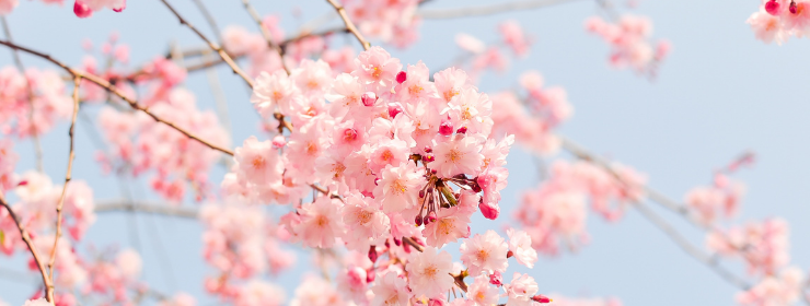 JASID Official Website – The Japan Society for International Development